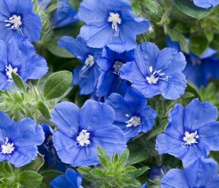 Blue Daze Plant: A Complete Guide to Planting