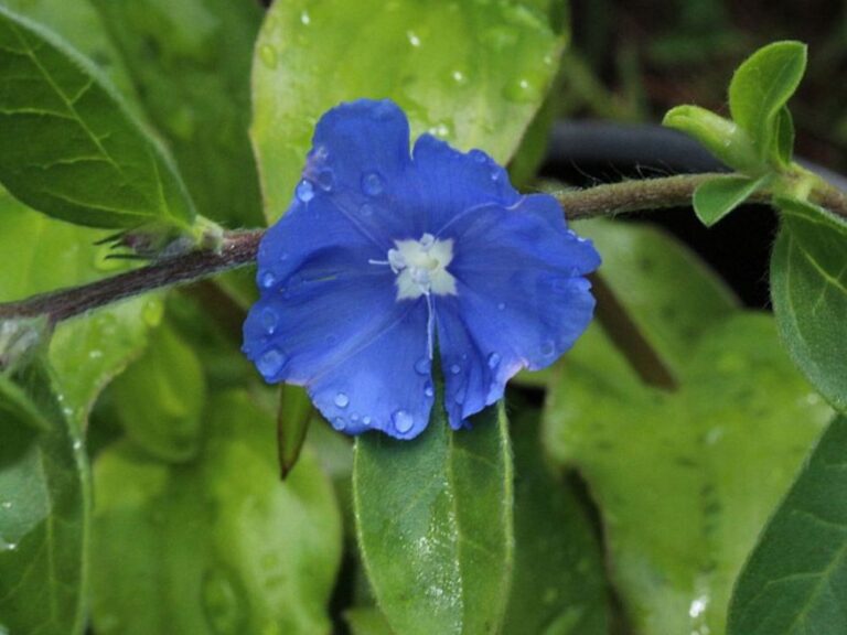 Blue Daze Plant: A Complete Guide to Planting